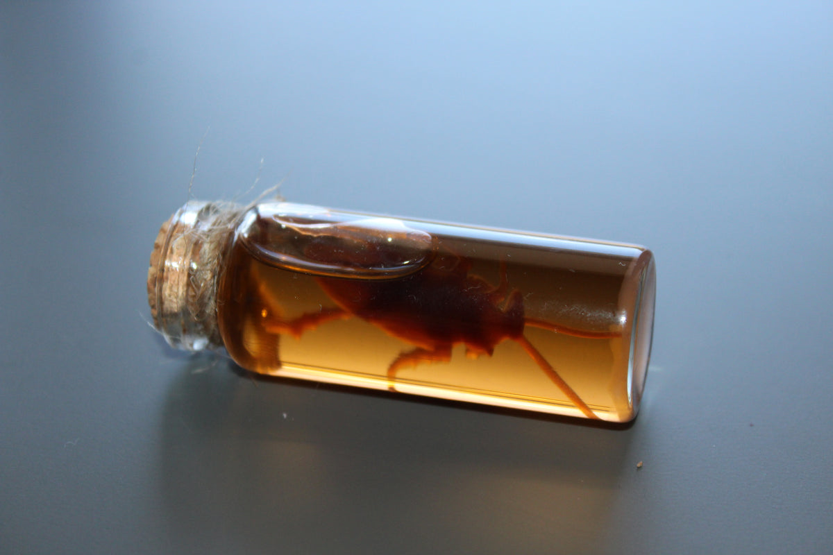 Simulated 5x Preserved Cockroaches Specimen – ForensicFX Studios