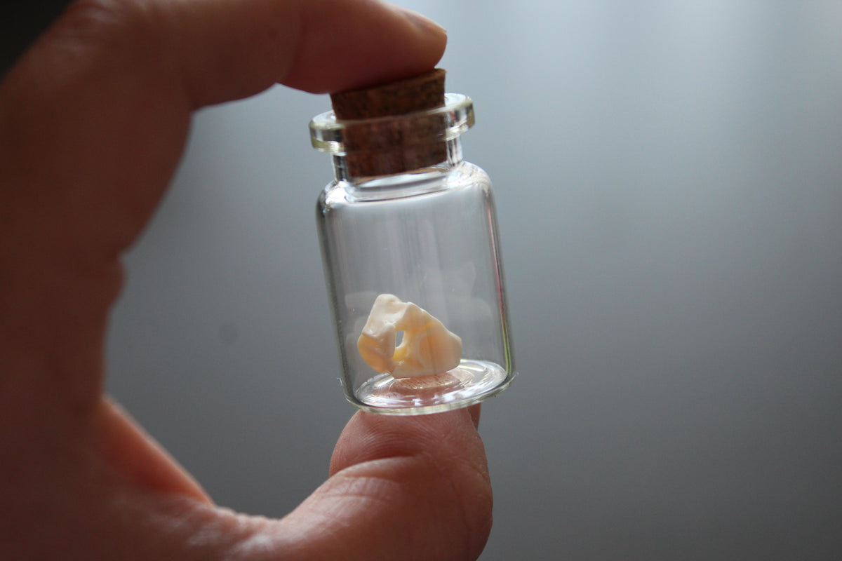 Simulated Snake Bone Specimen Vial – ForensicFX Studios