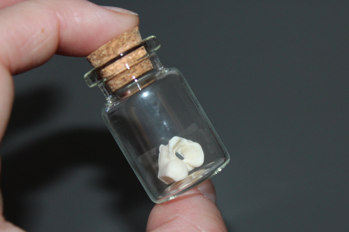 Simulated Snake Bone Specimen Vial – ForensicFX Studios