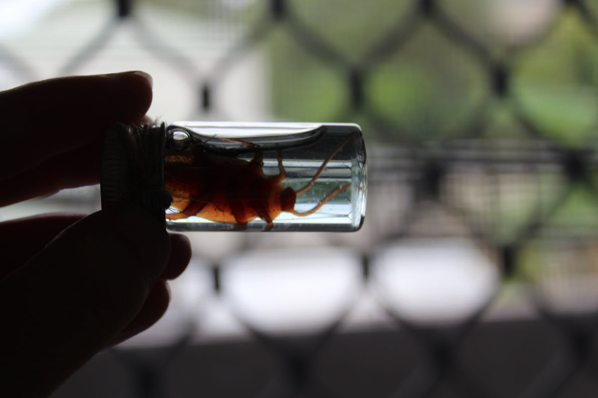 Fake Preserved Cockroach Specimen – ForensicFX Studios