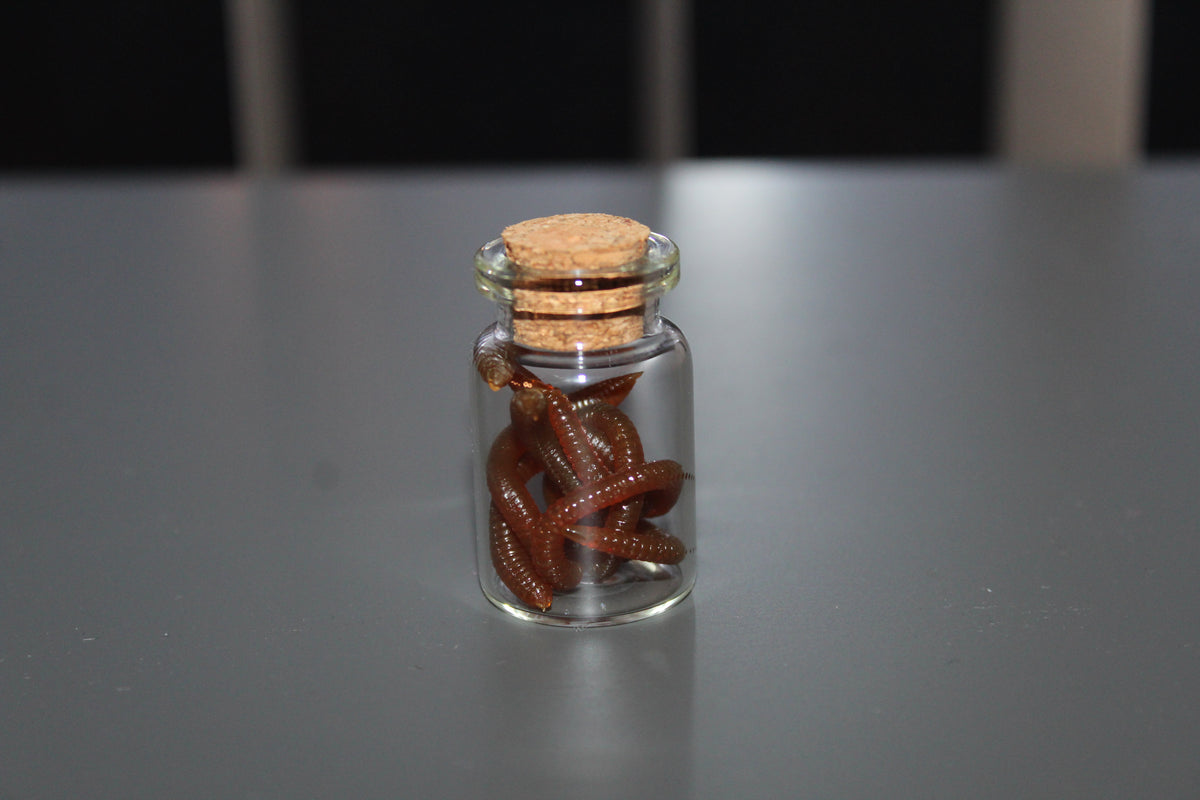 Long Worms in Specimen Vial – ForensicFX Studios