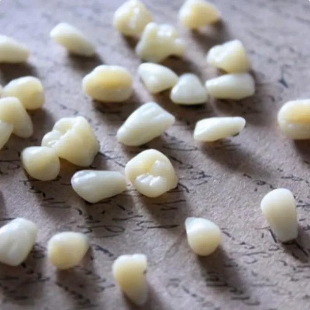 Teeth Specimen Prop – ForensicFX Studios