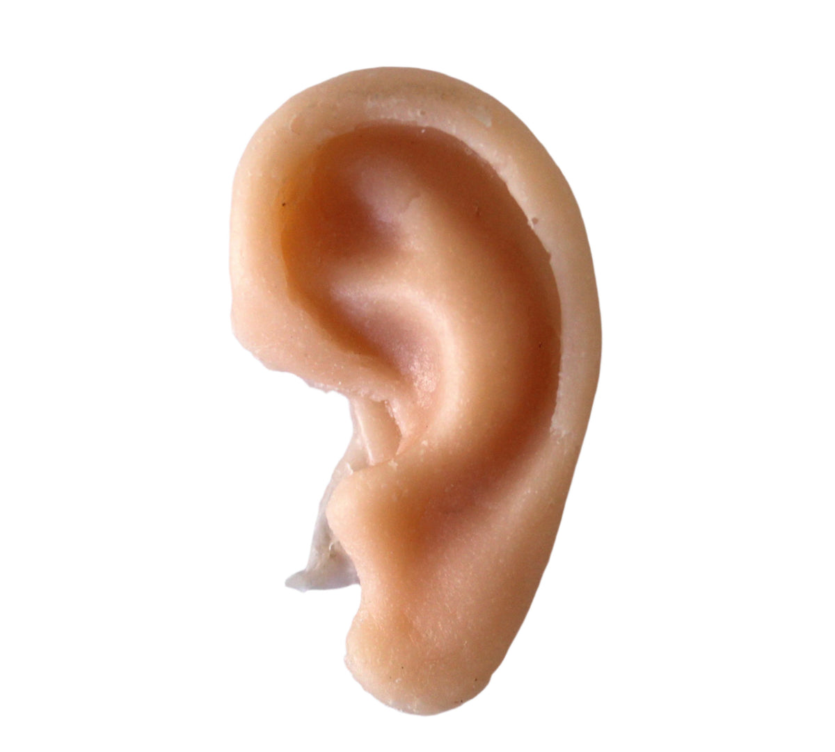 Unpainted Ear Prop – ForensicFX Studios
